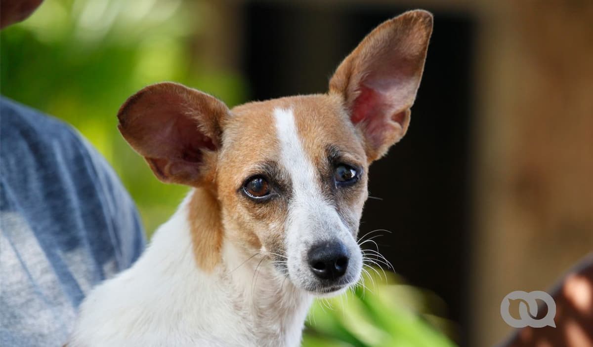 ¿Cómo viajar con mascotas desde Cuba? | elTOQUE